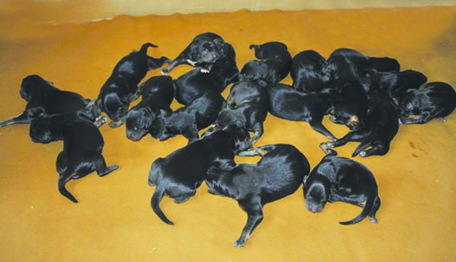 19 puppies in one canine labour