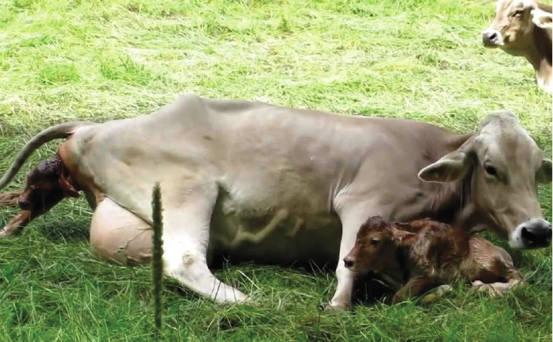 Cows Giving Birth To Twins