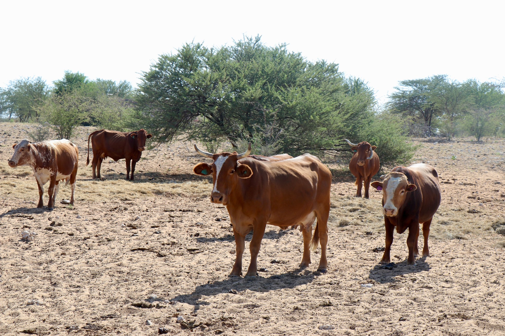 Omutambo Maowe Quarantine Camp To Resume Operations After 10-year ...