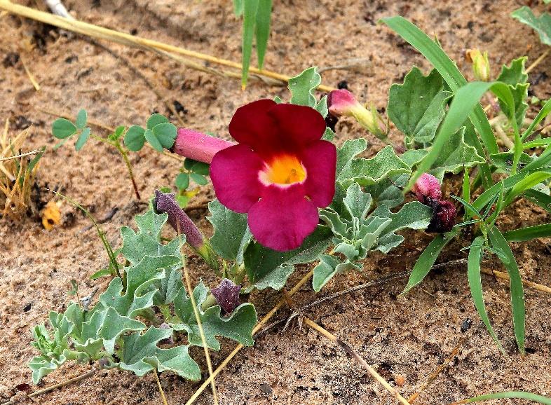 Devil's Claw Export Value Exceeds N$41 Million Annually - The Villager ...