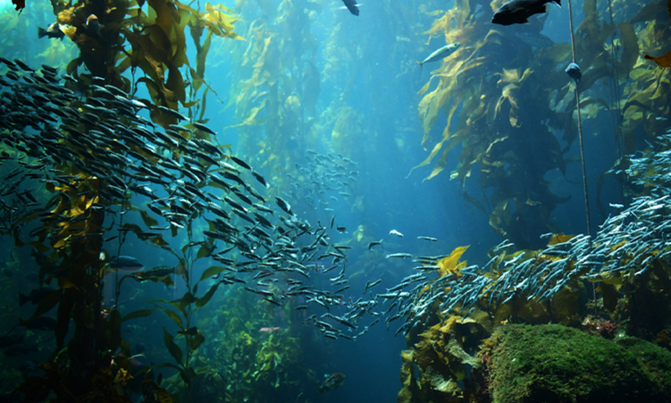 Kelp Blue Plans to Issue Africa's First Corporate Blue Bond - The ...