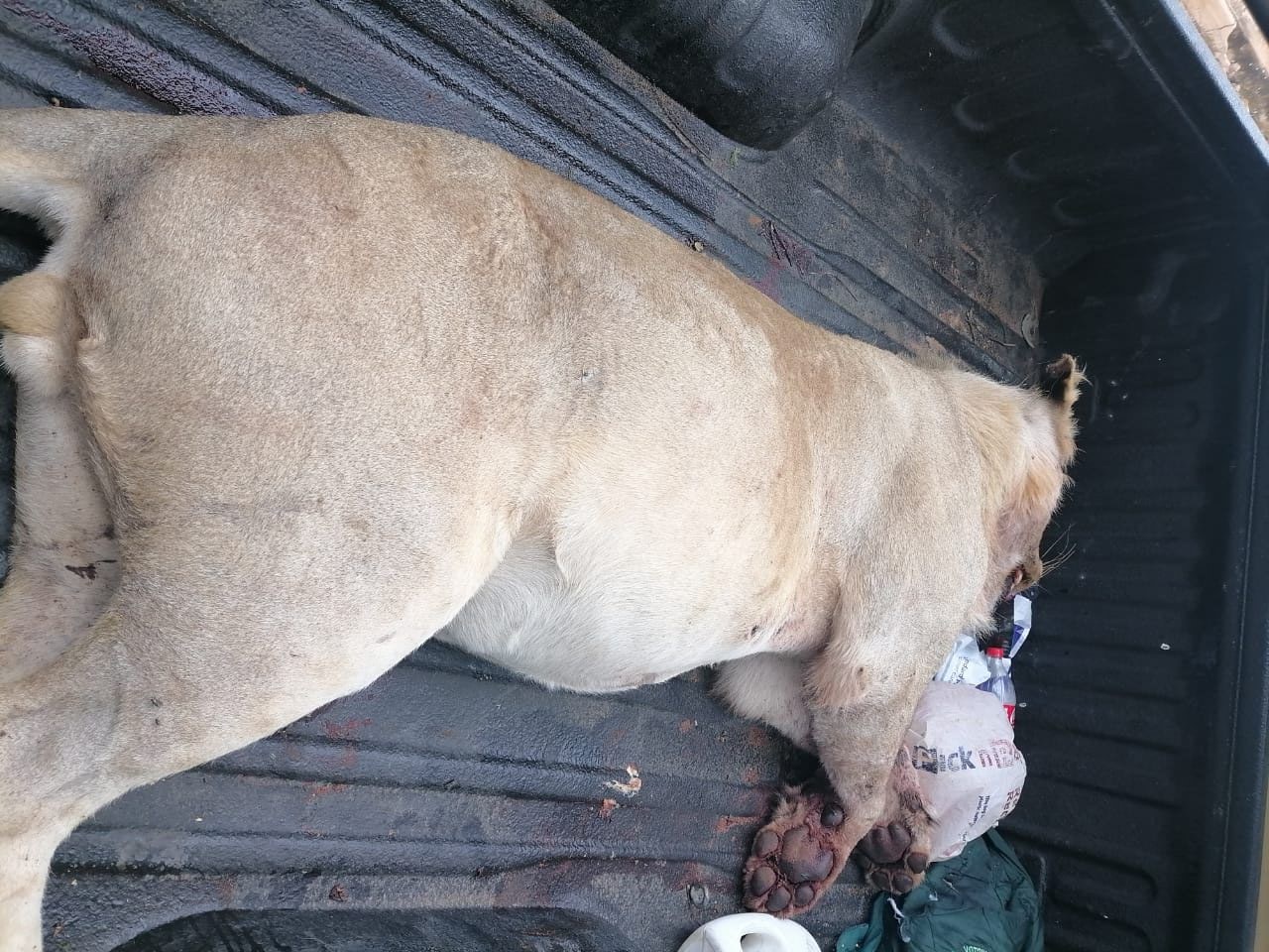 Lion Attack Prompts Land Clearing to Prevent Human-Wildlife Conflict ...