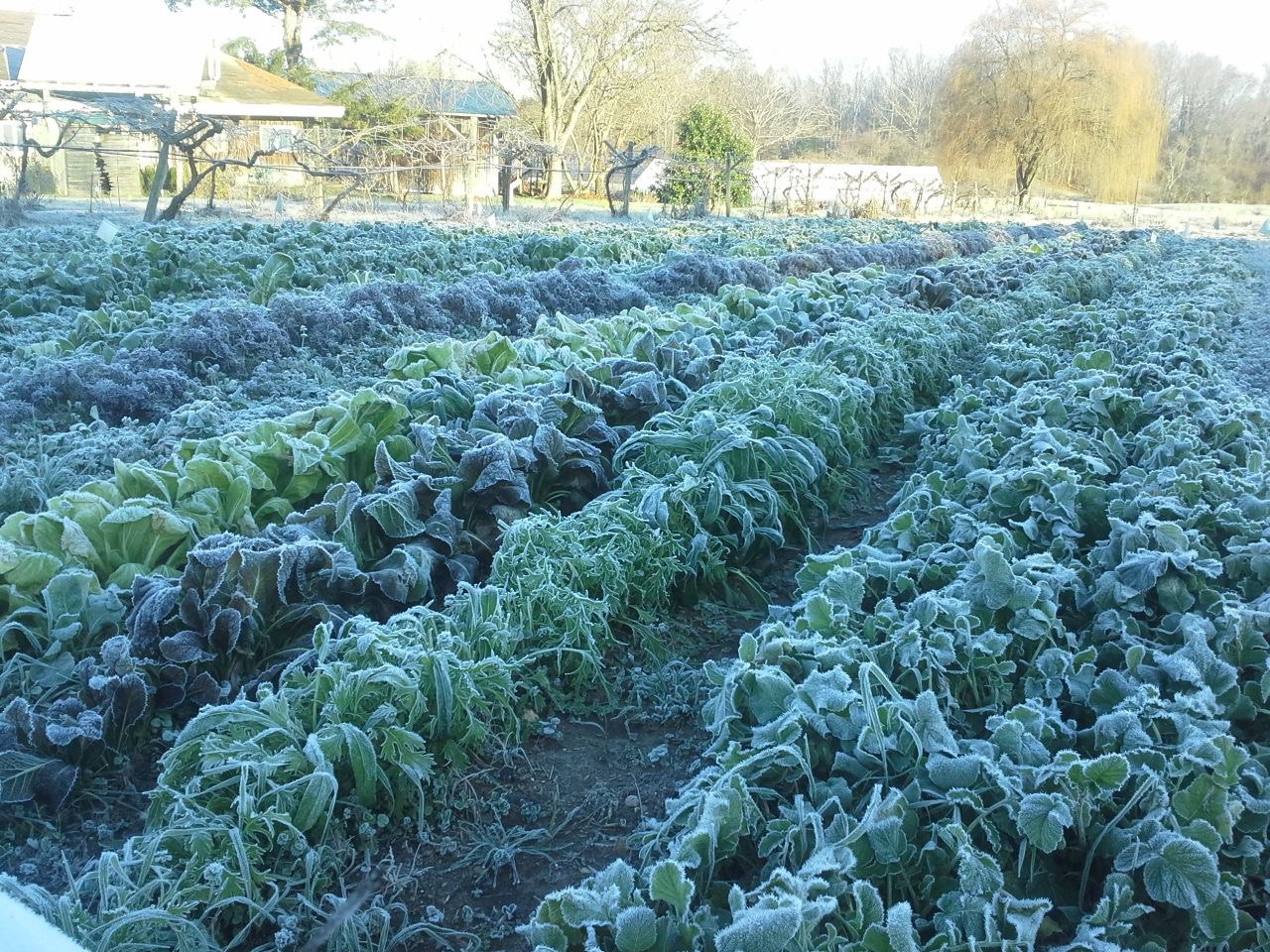 Frost Strikes Okongo Farms - The Villager Newspaper