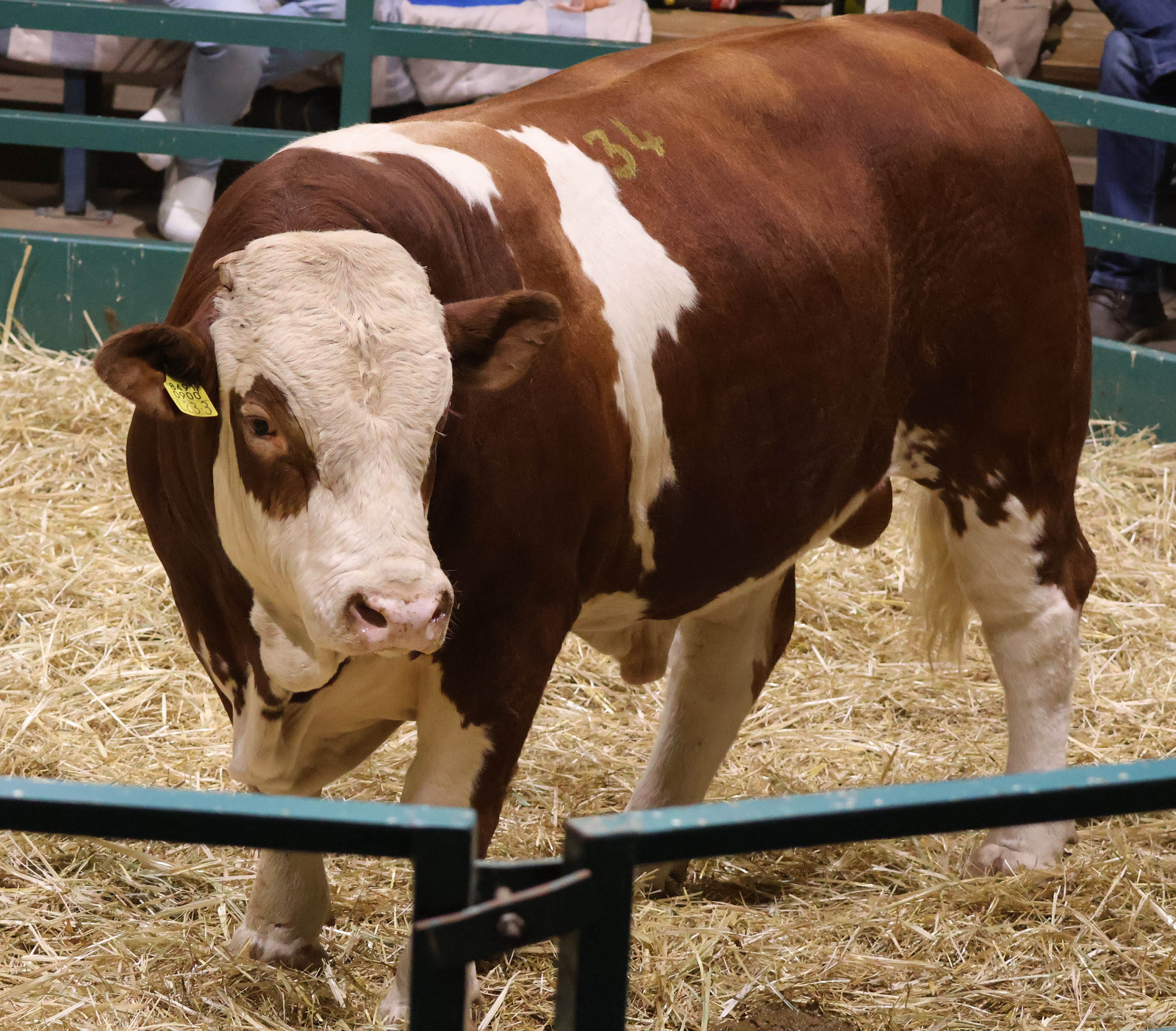 Breeding Bull Sells for N$157,000 at Genetics Auction - The Villager ...