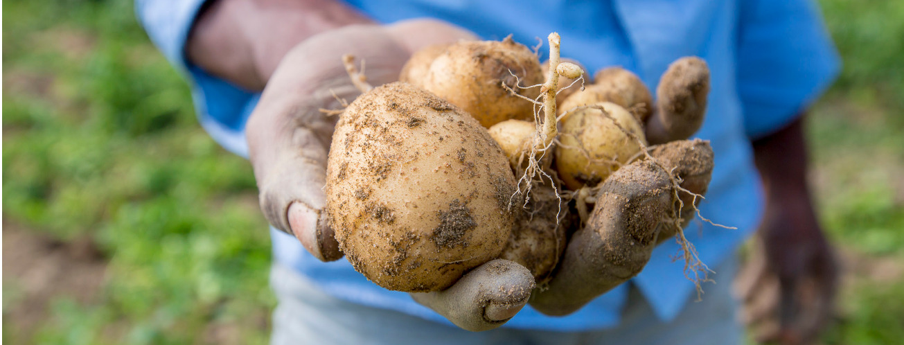 Hardap Potato Grower Anticipates 25-Ton December Harvest - The Villager ...