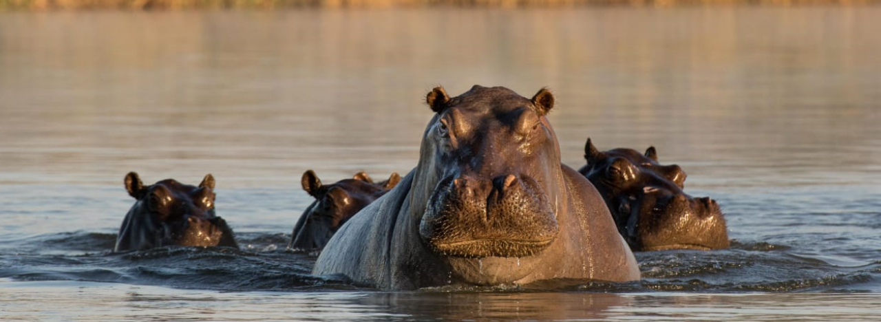 Hippo Poaching Threatens Kavango Tourism and Wildlife - The Villager ...
